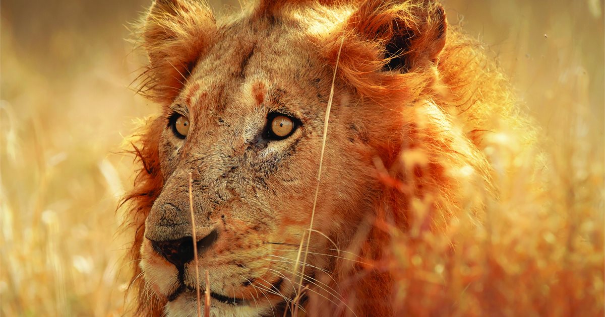 Africa Holiday Packages & Travel Deals | helloworld Travel NZ