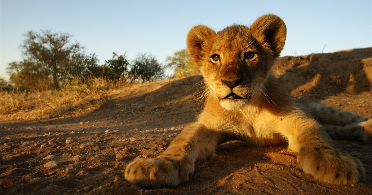 Innovative Travel - Africa | helloworld NZ